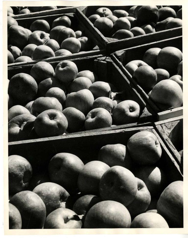 Adams - Adams County Apple Harvest - Cumberland County Historical Society